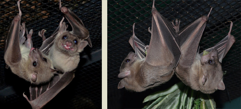 Bat World Sanctuary Boo2 and Peekaboo bats